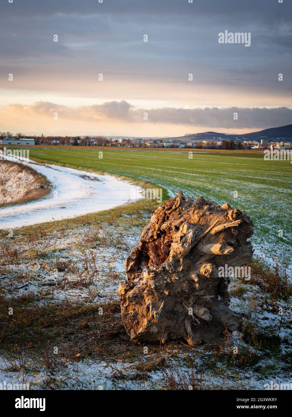 Rootstock tree hi-res stock photography and images - Alamy