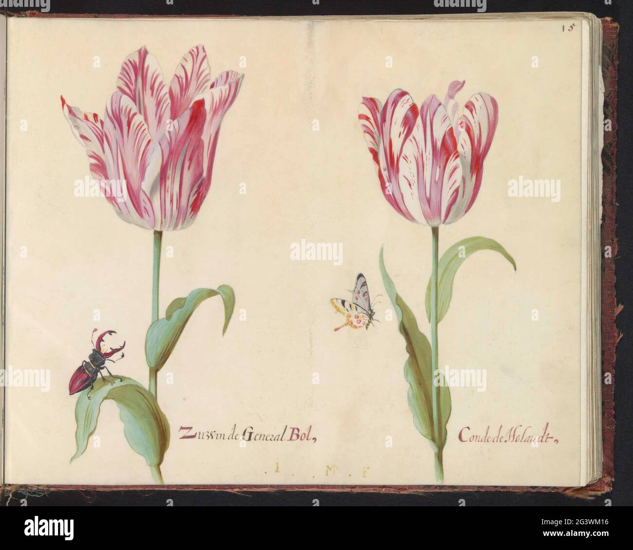 Two tulips with flying deer and butterfly; Sisters the General Bol ...