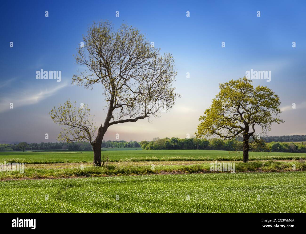 Green field trees forest hi-res stock photography and images - Alamy