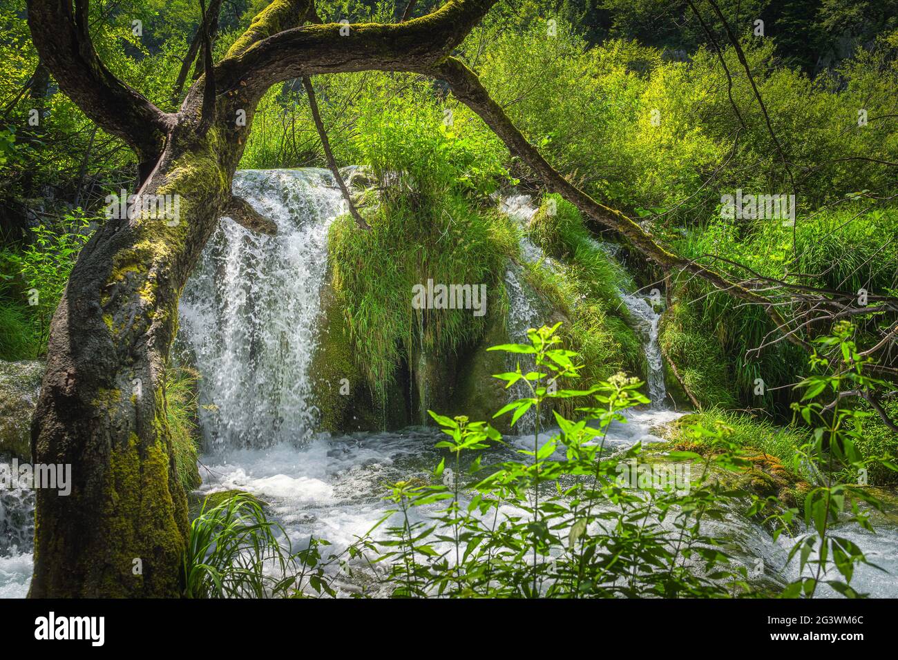Old twisted tree leaning over waterfall in green forest, Plitvice Lakes ...