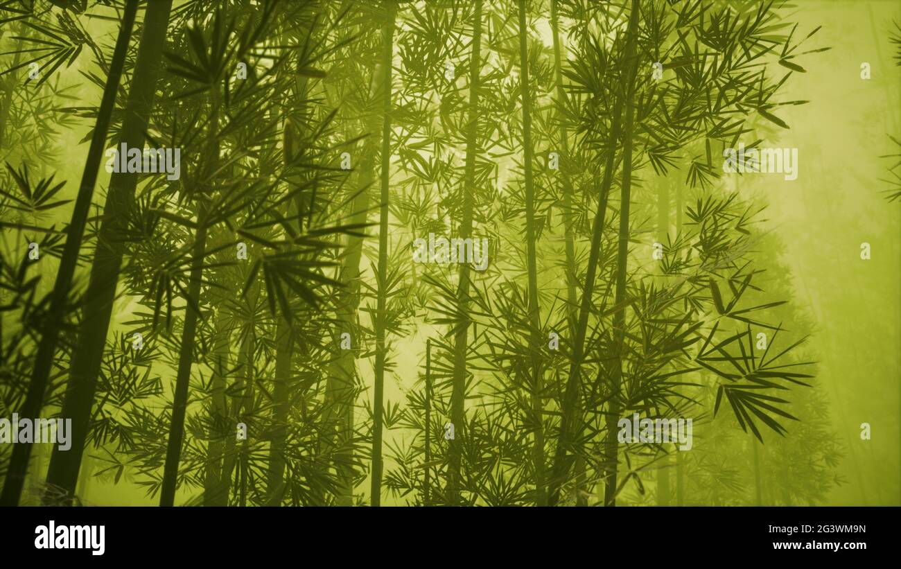 Silhouette bamboo morning hi-res stock photography and images - Alamy