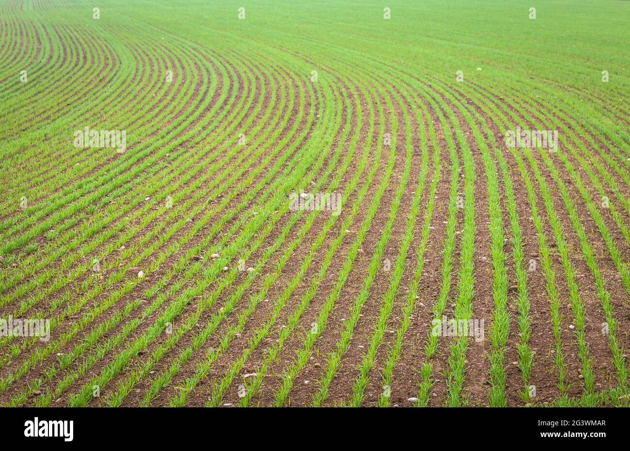 Natural environment background. Farmland detail with growing ...