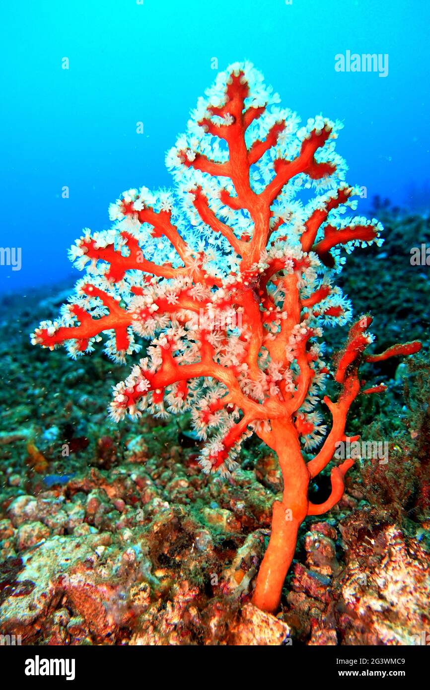 Gorgonian Sea Fan Stock Photo - Alamy