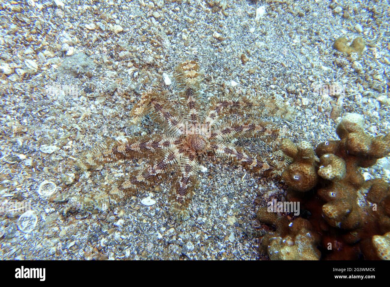 Mottled crinoid hi-res stock photography and images - Alamy