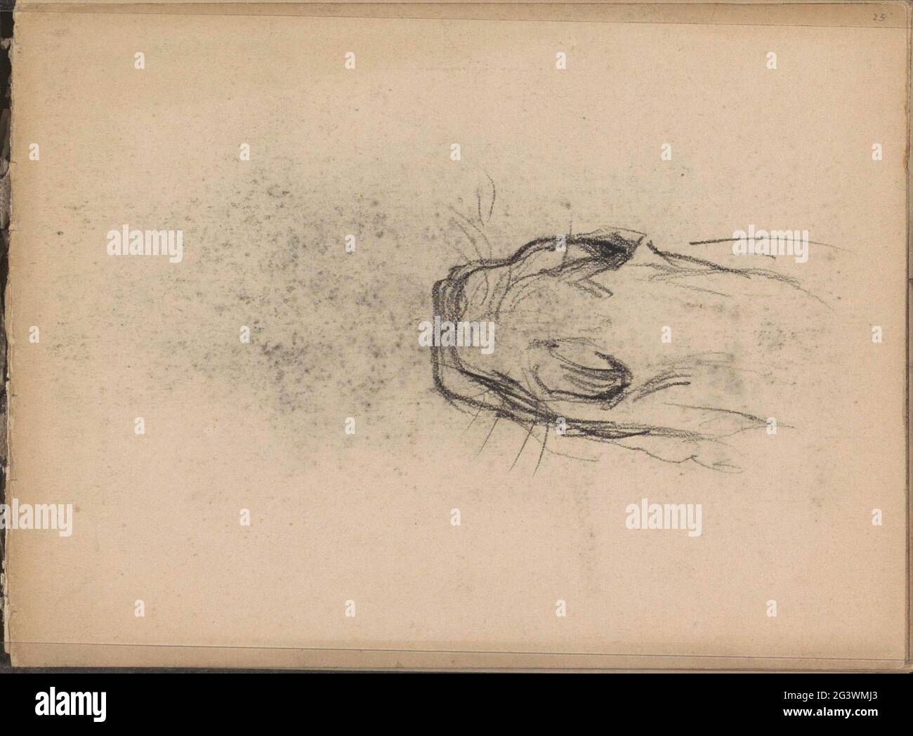 Muzzle of a horse. The snout has been seen from above. Page 25 from a ...