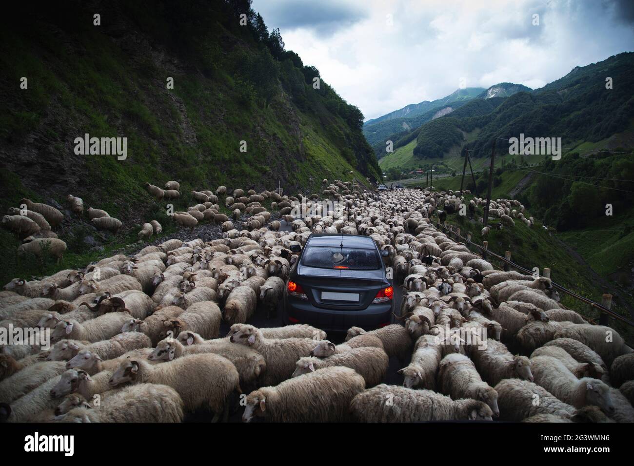 Animals congestion hi-res stock photography and images - Alamy