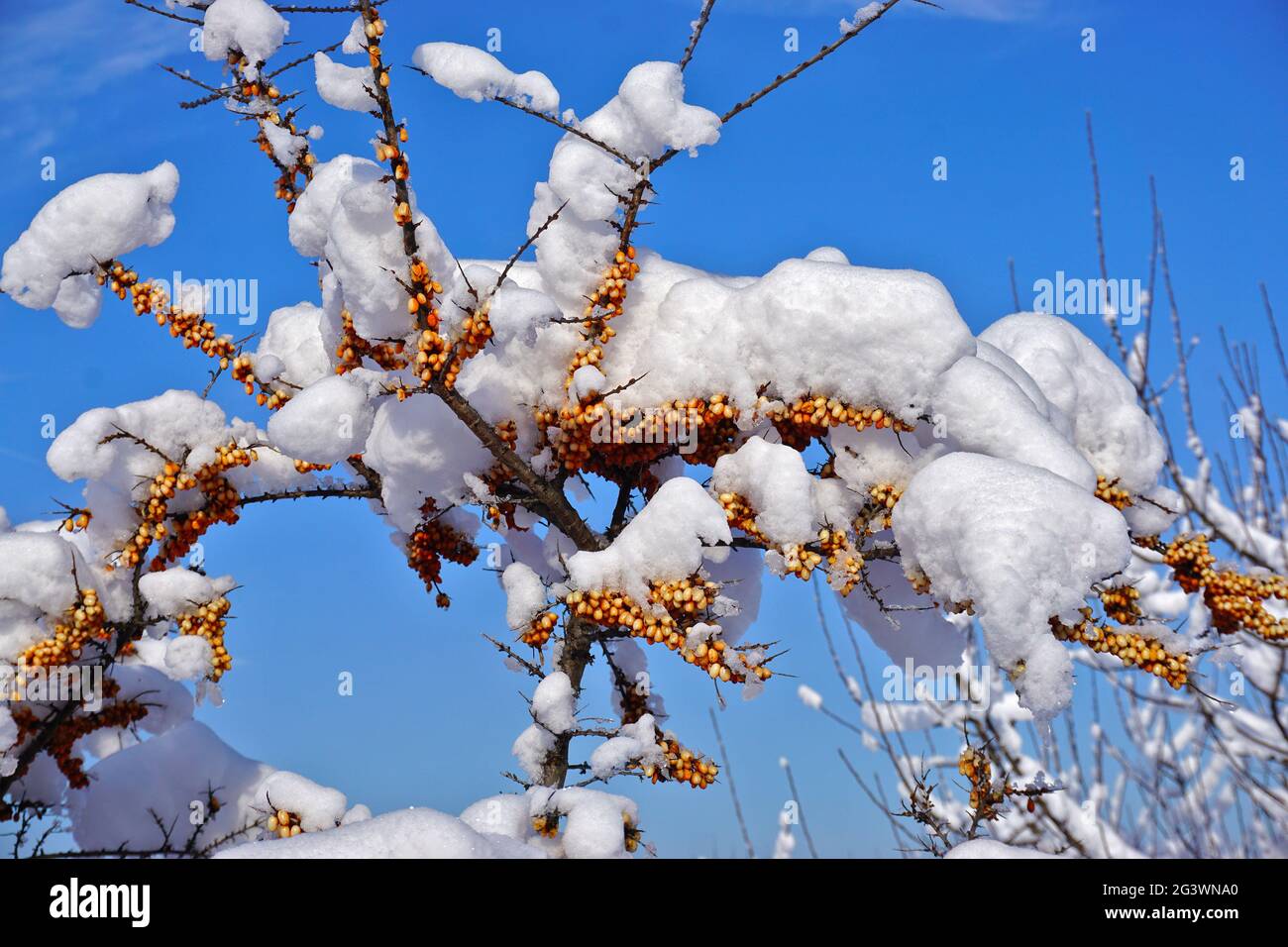 Sallow thorn, common sea buckthorn, sea buckthorn in winter covered ...