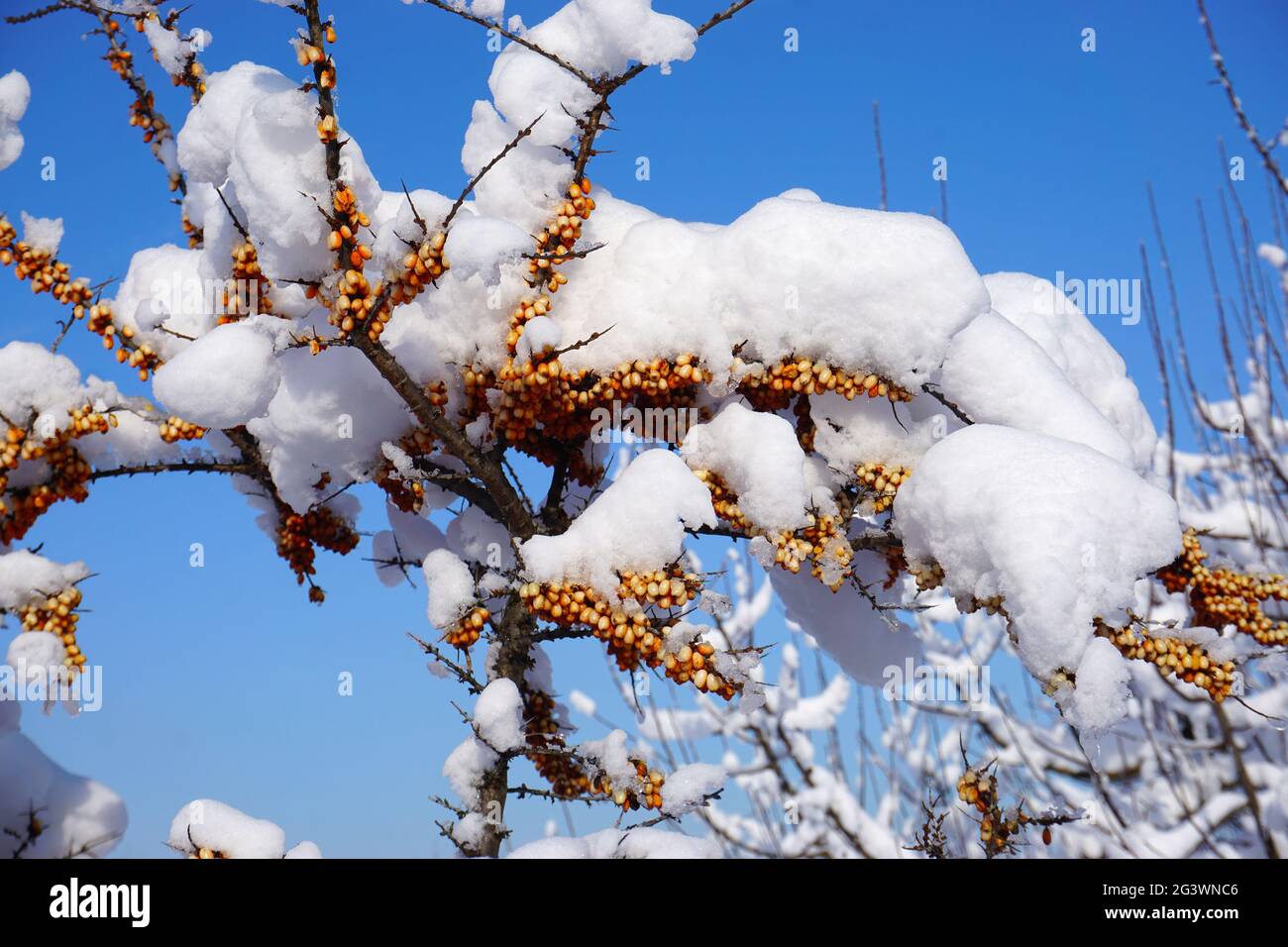 Common thorn hi-res stock photography and images - Alamy