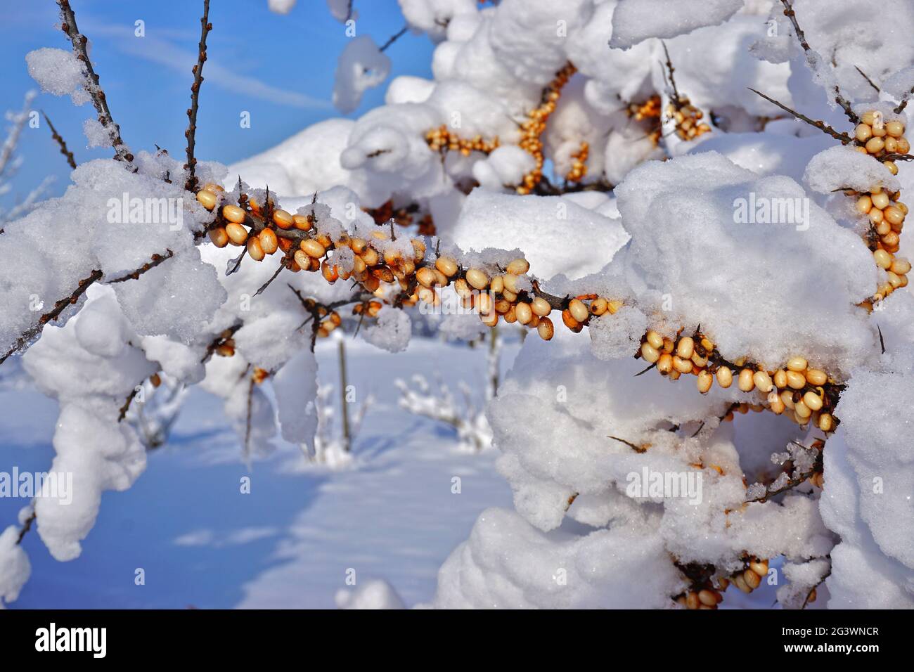 Common Thorn High Resolution Stock Photography and Images - Alamy