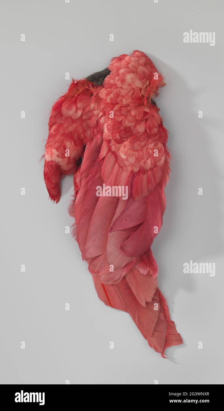 Hat feather from rose chicken wing. Hat feather from rose chicken wing ...