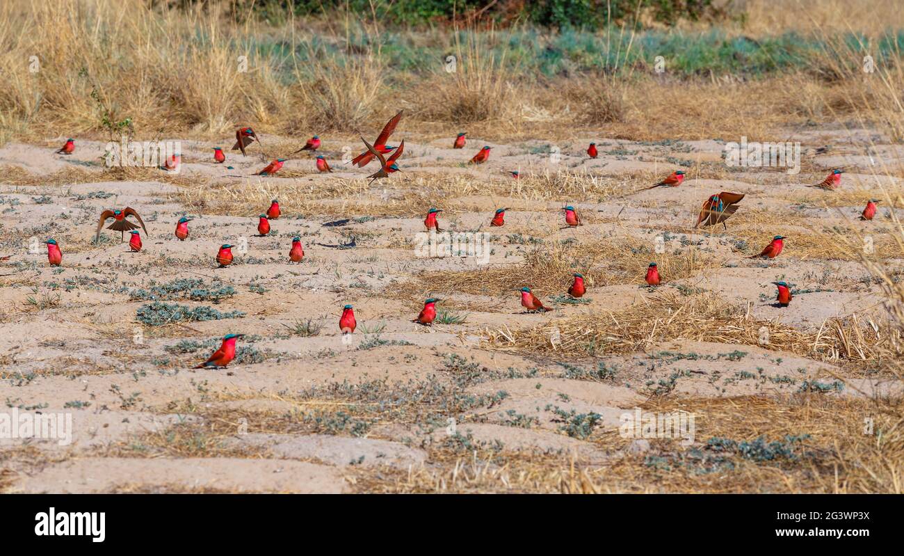 Large nesting colony of Northern Carmine Bee-eater Stock Photo - Alamy
