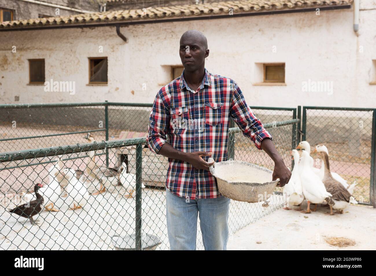 Farm worker with bird feed standing near enclosure with gooses Stock ...