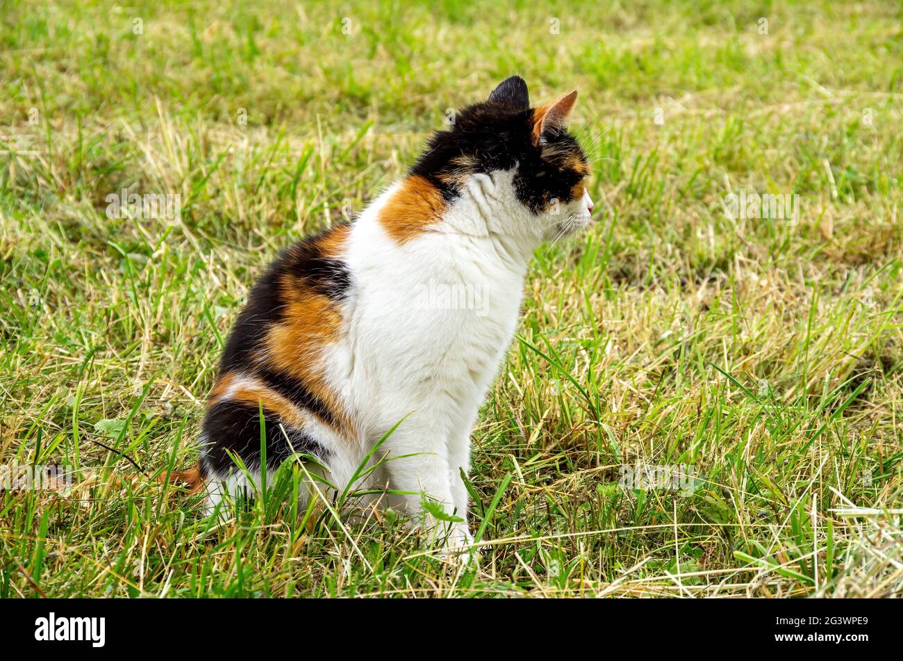 Tricolour tabby cat in a meadow looking attentively in one direction ...