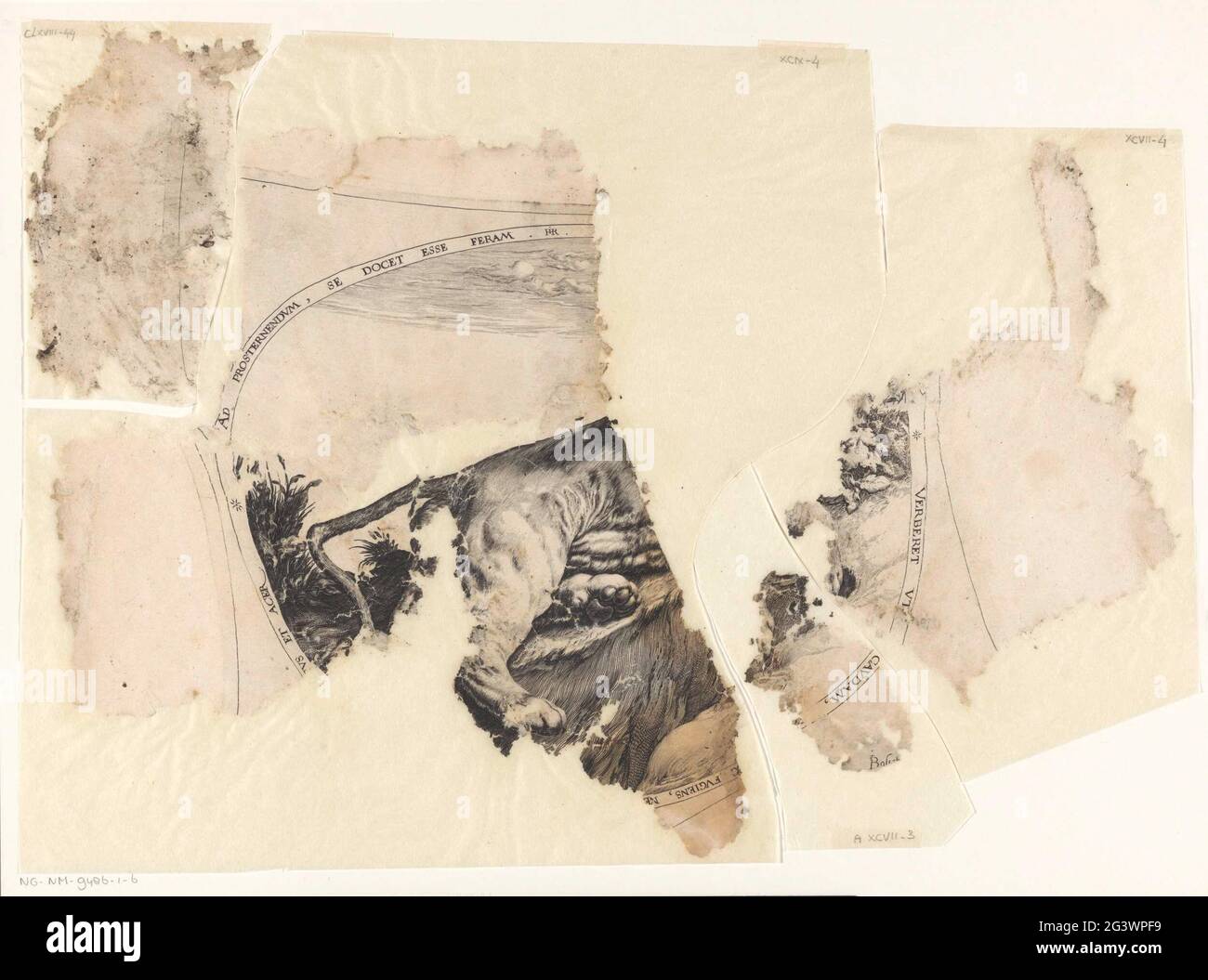 Lion. Oval presentation of a lion lying in a skull. To the show a Latin ...