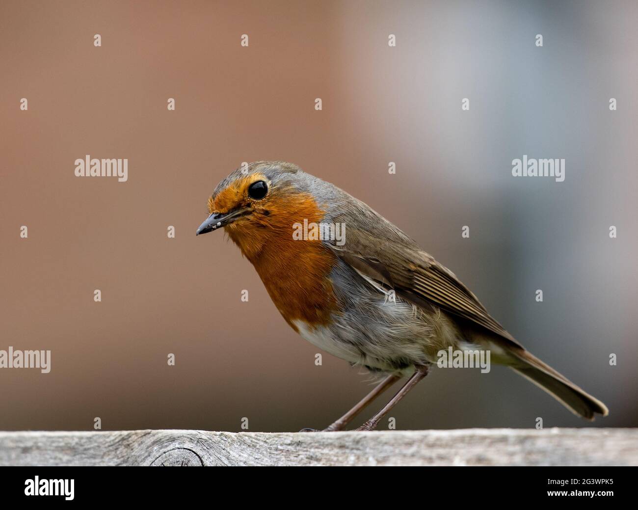Selective focus shot of a curious little robin looking at the camera in ...