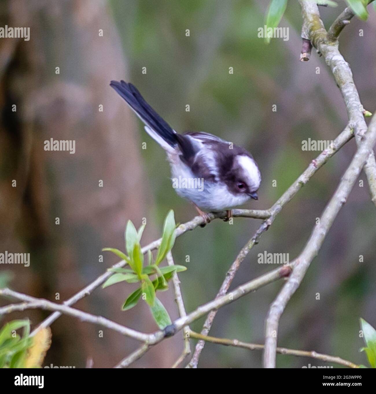 Long fat tail hi-res stock photography and images - Alamy