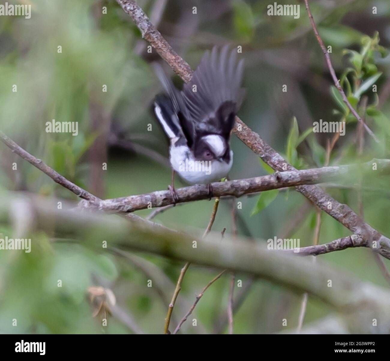 Chubby little bird hi-res stock photography and images - Alamy