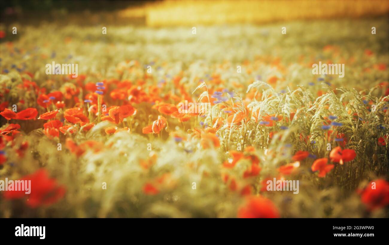 Sunset in the wild flower field Stock Photo - Alamy