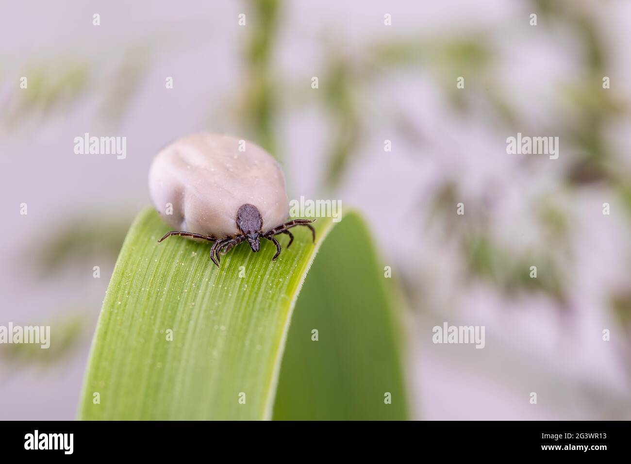 Tick insect hi-res stock photography and images - Alamy