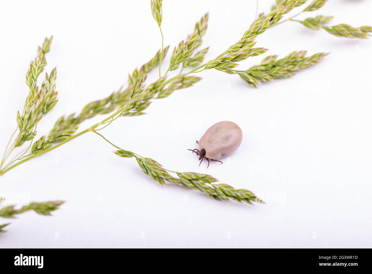 Tick Danger insect Stock Photo - Alamy