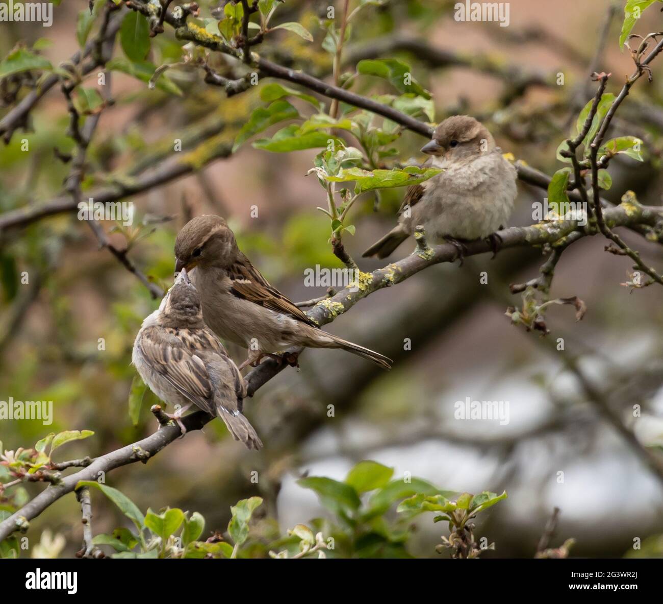 Family of sparrows in a sunny garden with a mother feeding its babe on ...