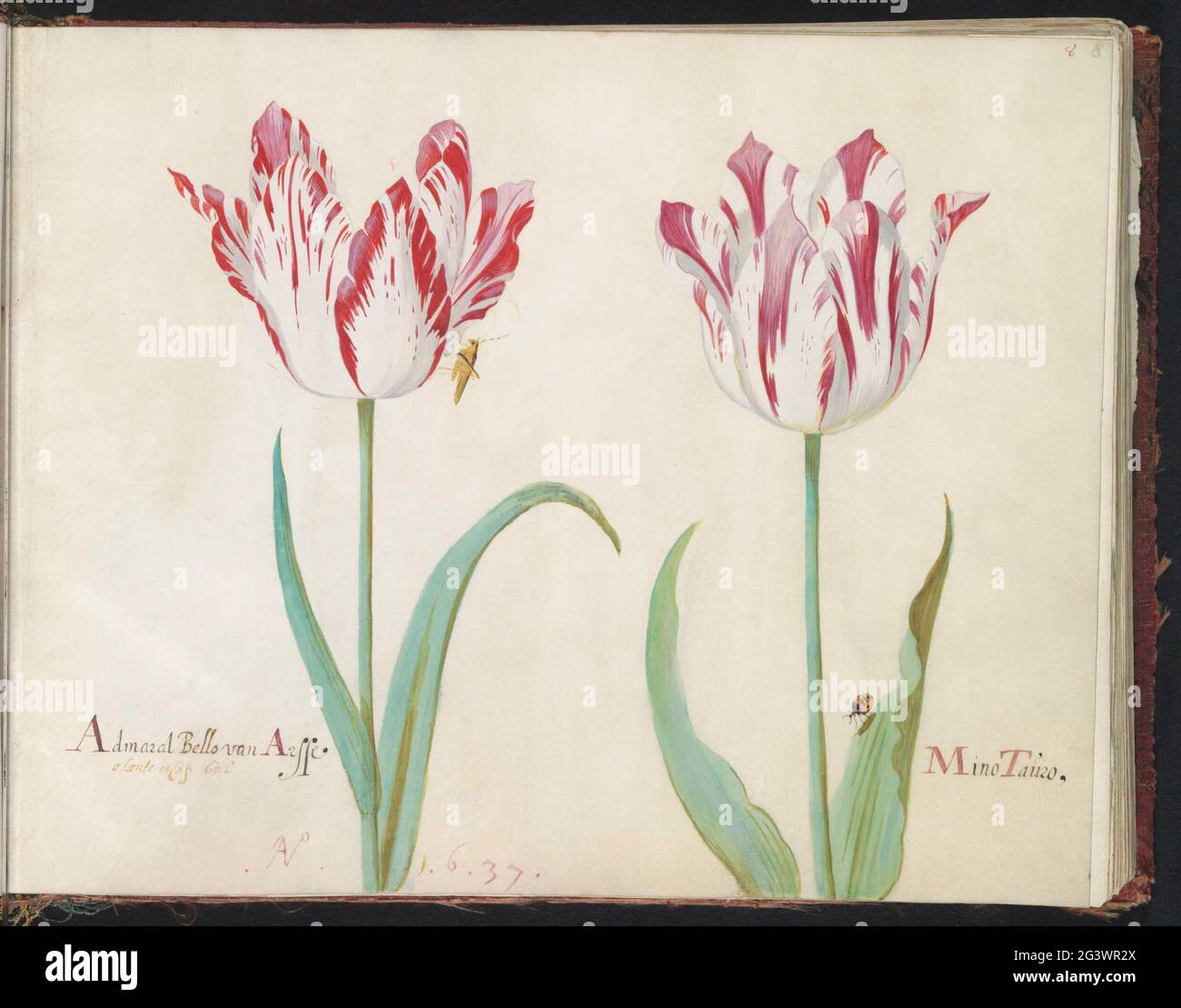 Mino tauro hi-res stock photography and images - Alamy