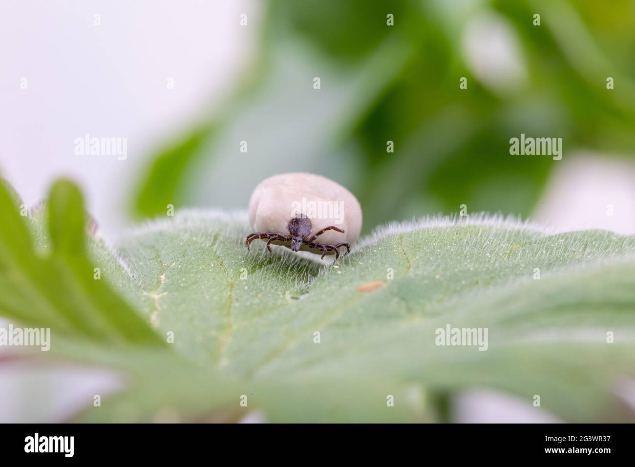Tick Danger insect Stock Photo - Alamy
