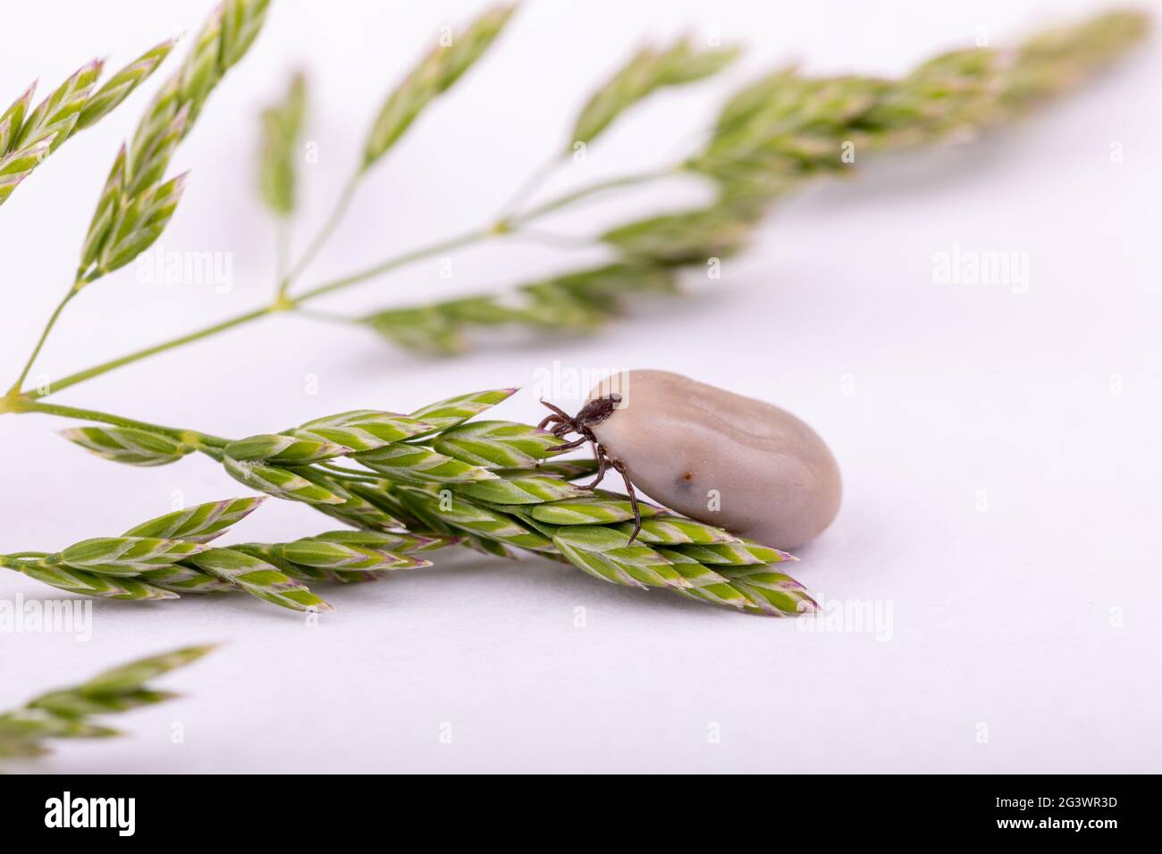 Tick danger hi-res stock photography and images - Alamy