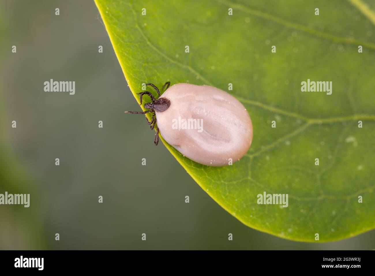 Tick Danger insect Stock Photo - Alamy