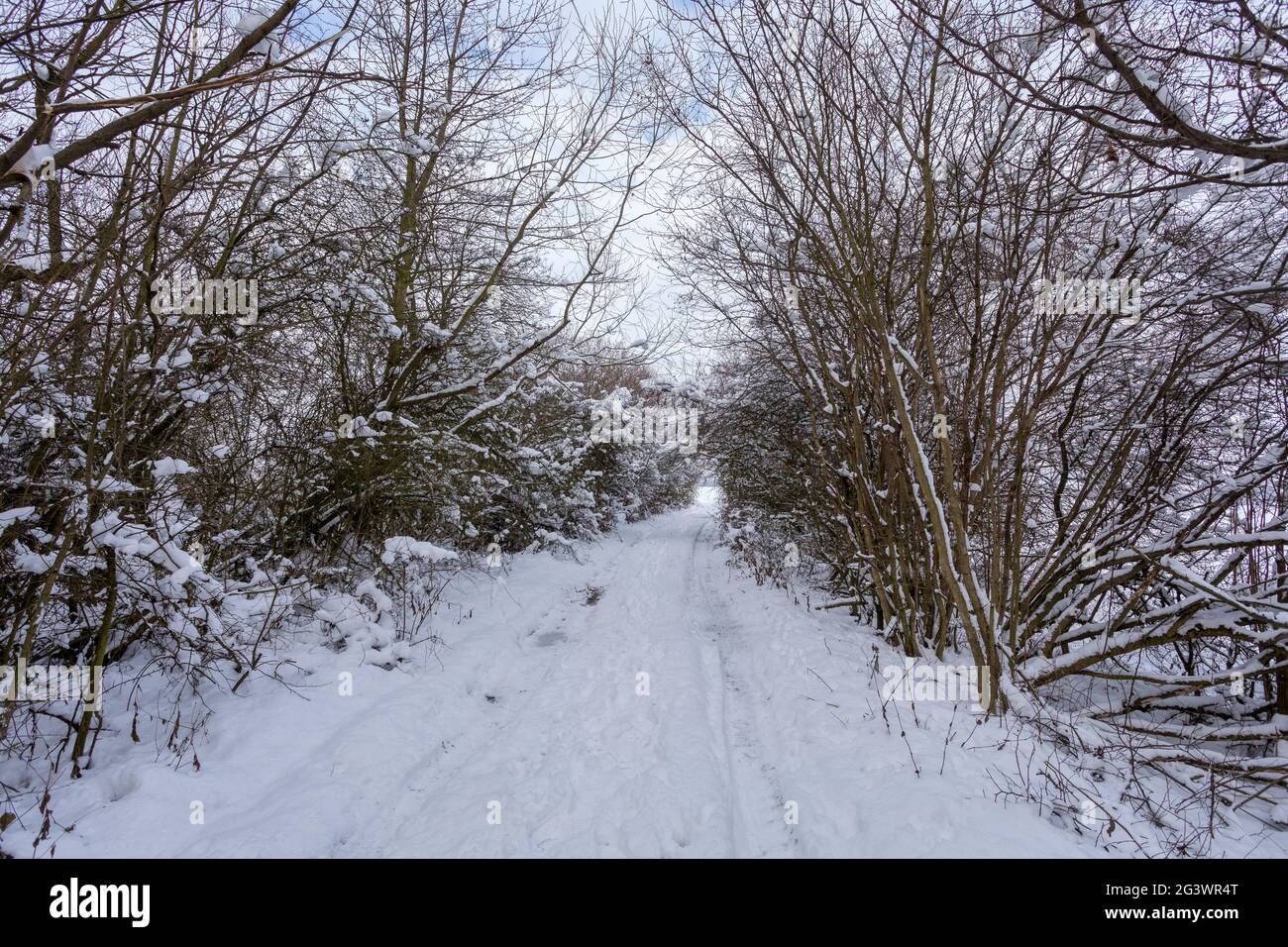 Iced Tree High Resolution Stock Photography and Images - Alamy