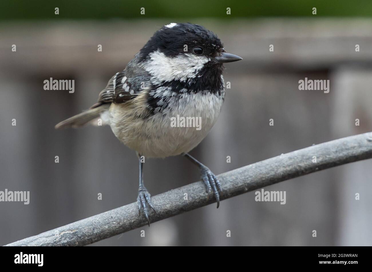 Closeup of a cute baby black-capped chickadee standing on a thin branch ...