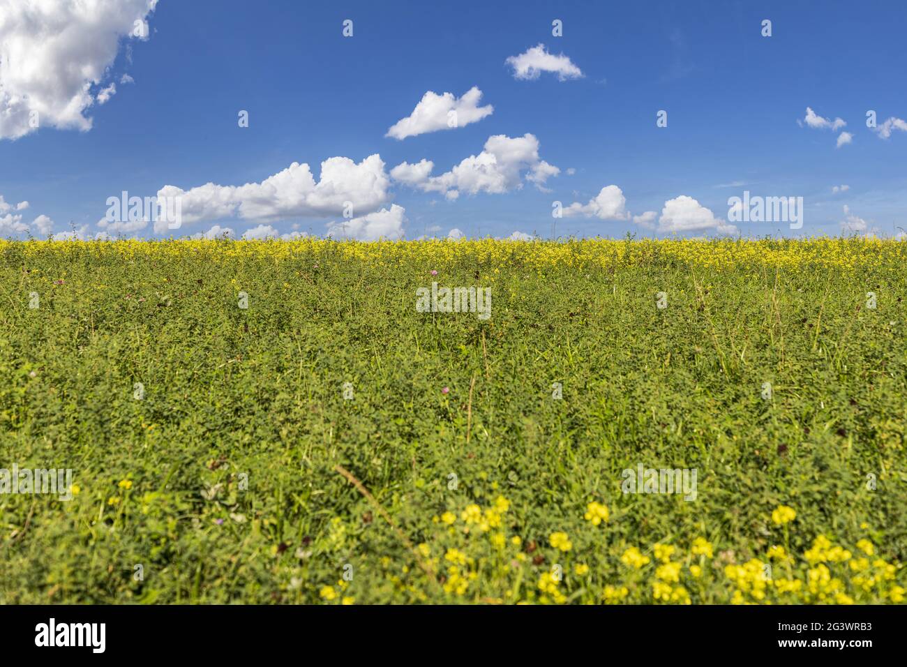 Field mustard hi-res stock photography and images - Alamy