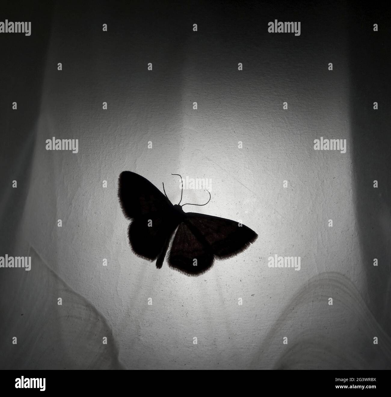 Night butterfly hi-res stock photography and images - Alamy
