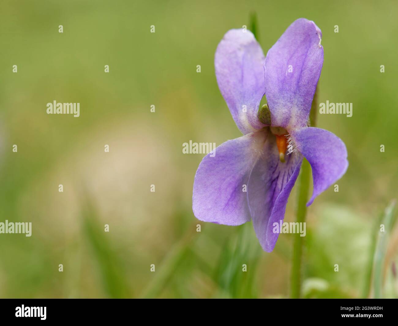 Veilchenart hi-res stock photography and images - Alamy