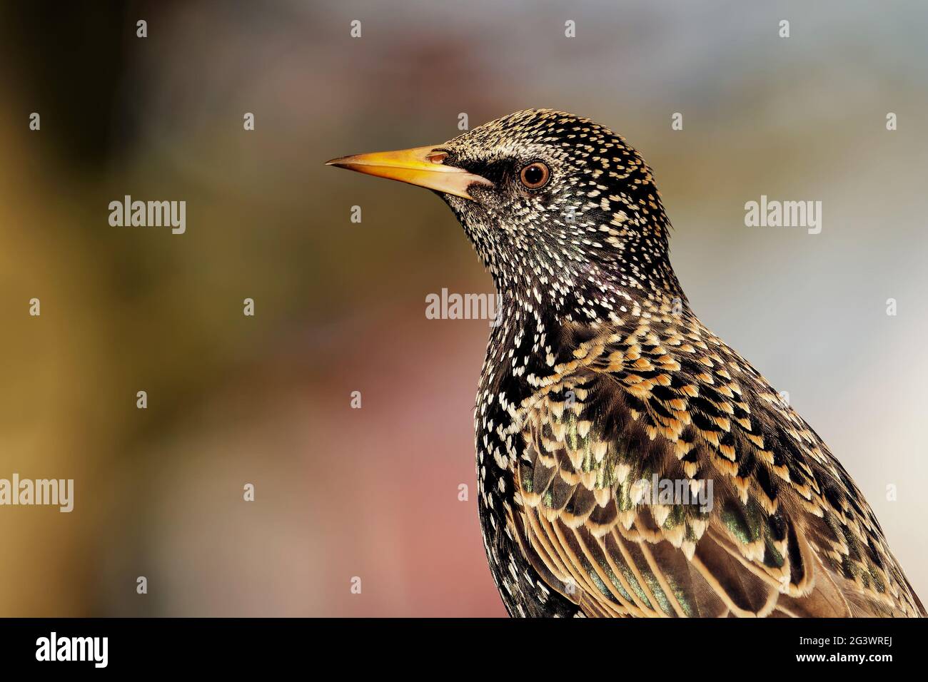 Beautiful light wild animals hi-res stock photography and images - Alamy