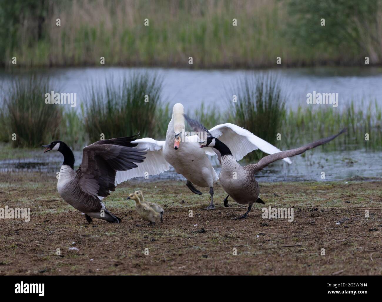 Huge angry white swan chasing away a family of Canada geese intruding ...
