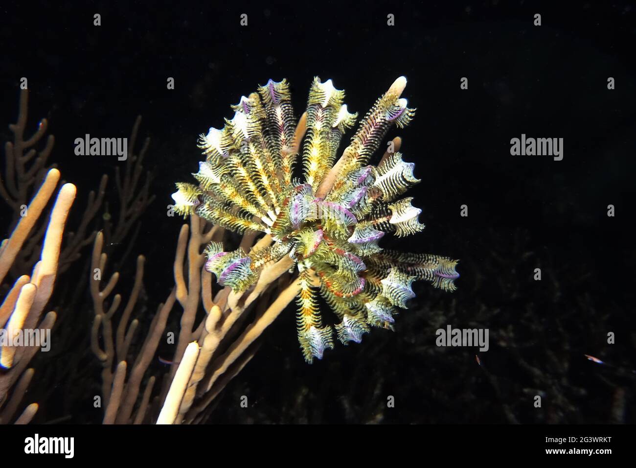 Moluccas sea hi-res stock photography and images - Alamy