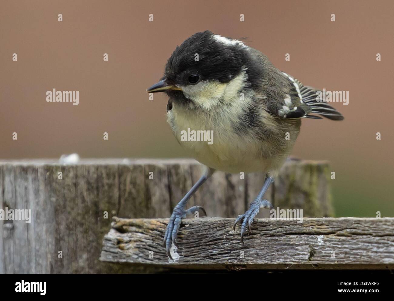 Closeup of a black-capped chickadee with a yellow belly standing on a ...
