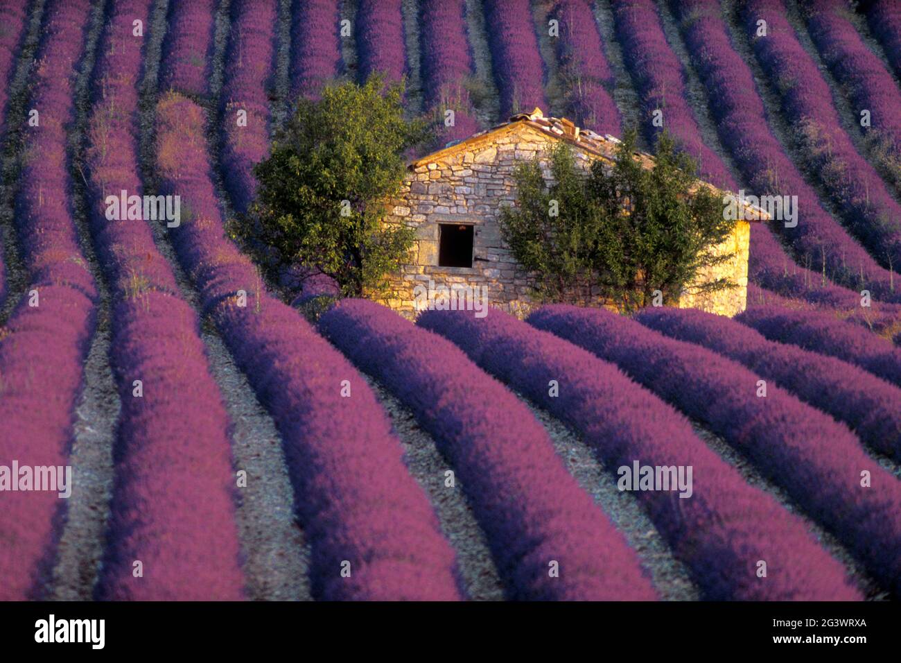 FRANCE. VAUCLUSE (84) SAULT PLATEAU. LITTLE HOUSE IN THE HEART OF A ...