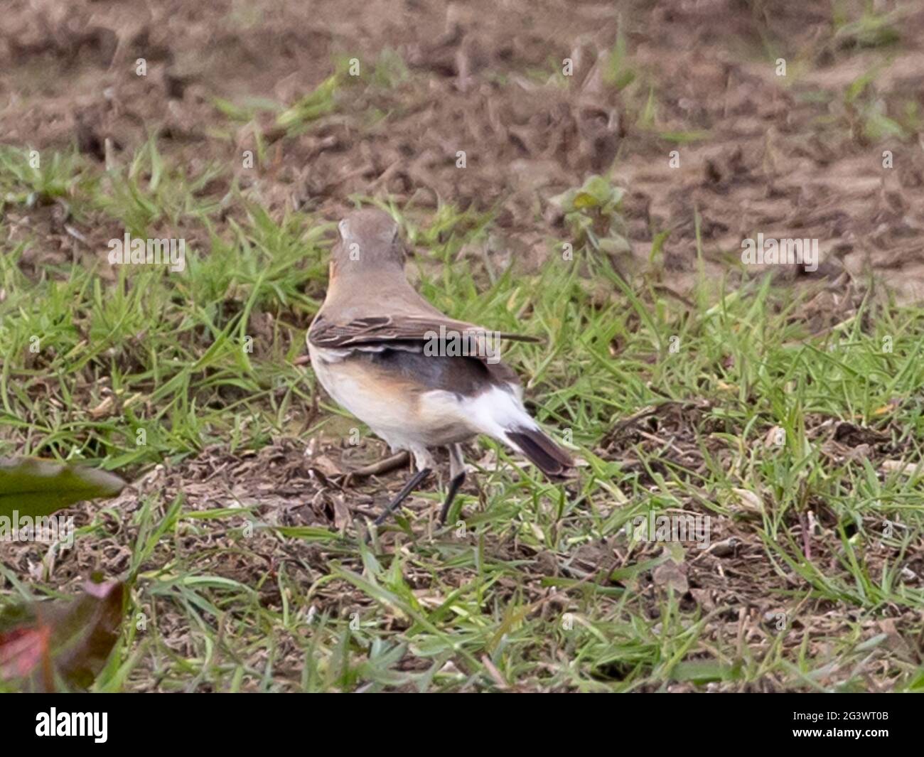 Hopping in grass hopping on ground hi-res stock photography and images ...