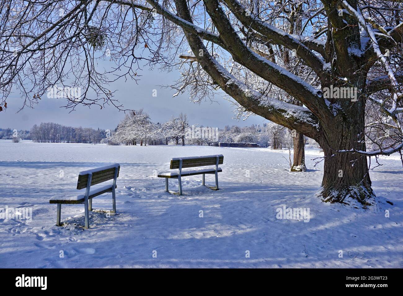 Benches under the linden tree in a wintry landscape Stock Photo - Alamy
