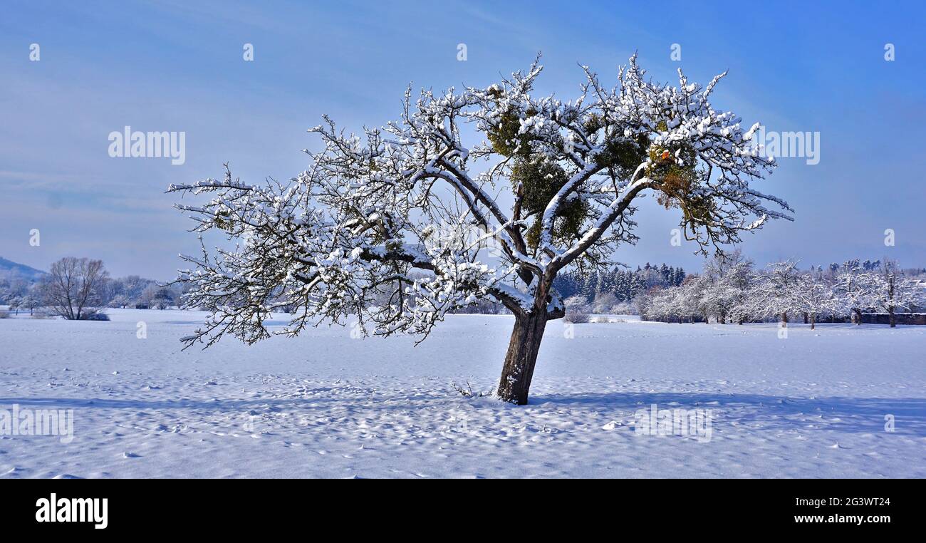 Mistletoe apple tree hi-res stock photography and images - Alamy