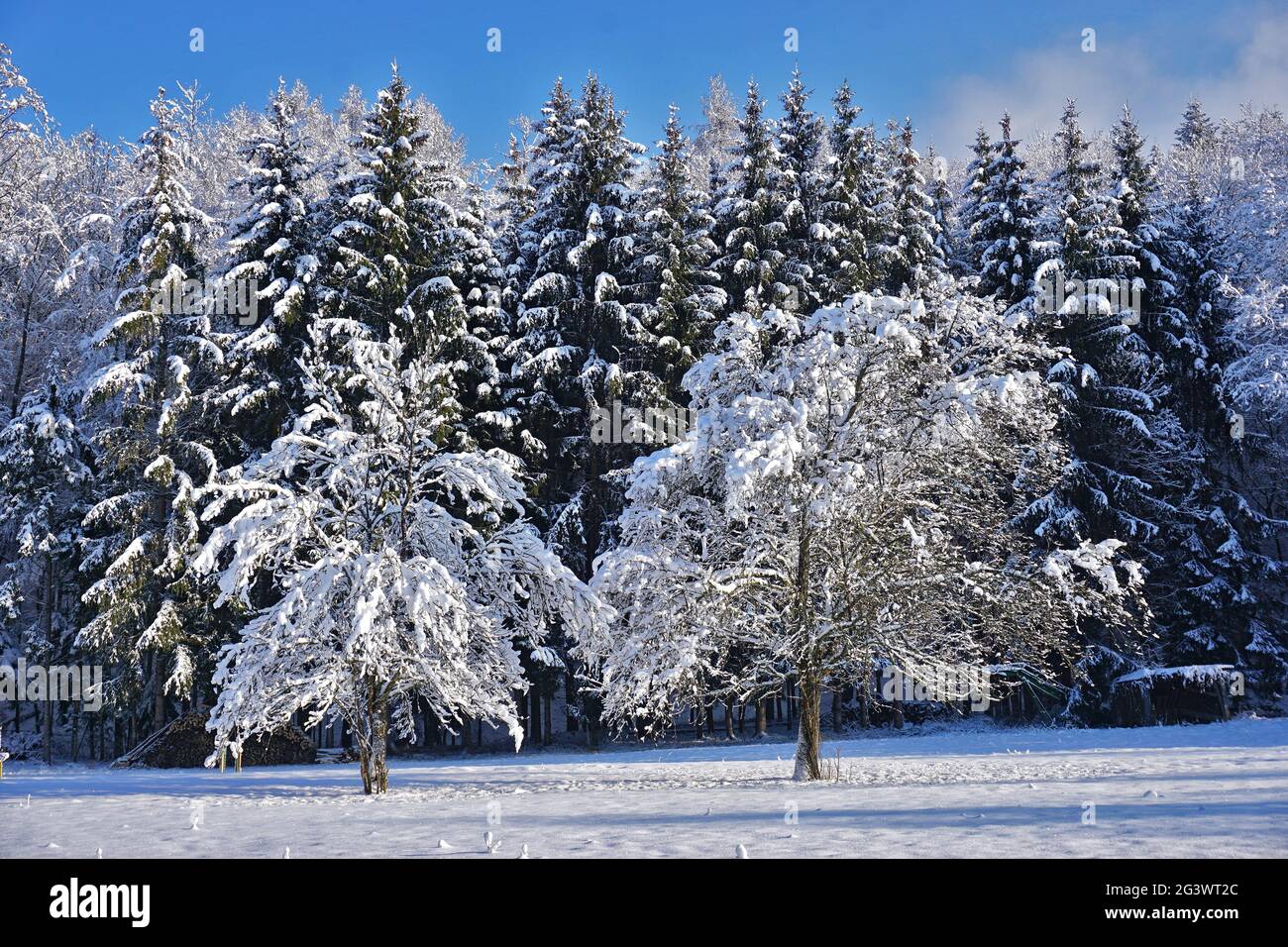 Coniferous trees snow hi-res stock photography and images - Alamy