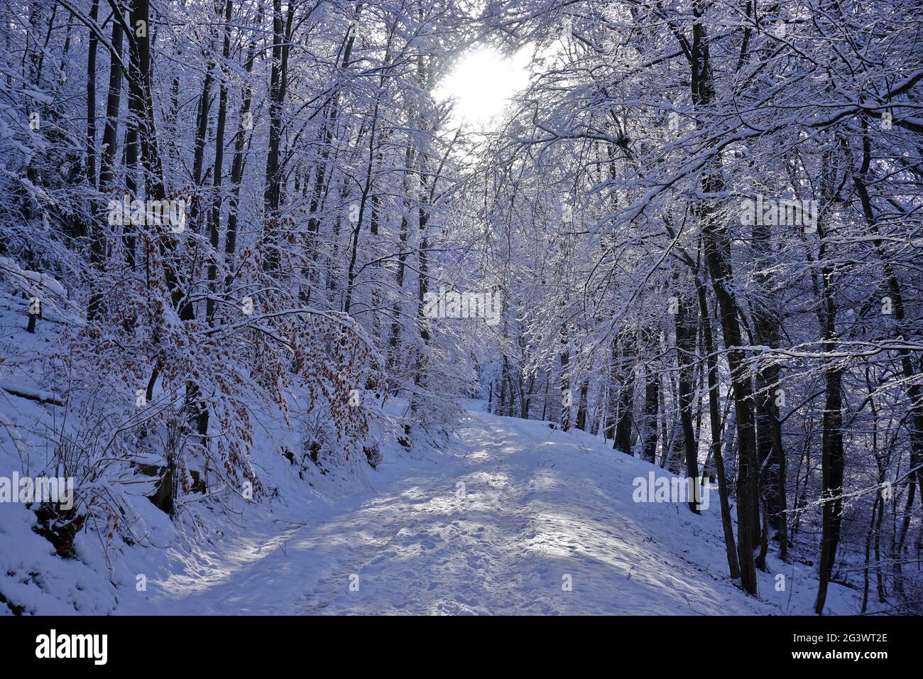 Forest path in the forest hi-res stock photography and images - Alamy