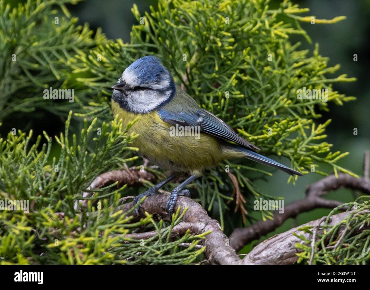 Closeup of a beautiful great tit bird standing on narrow tree branches ...