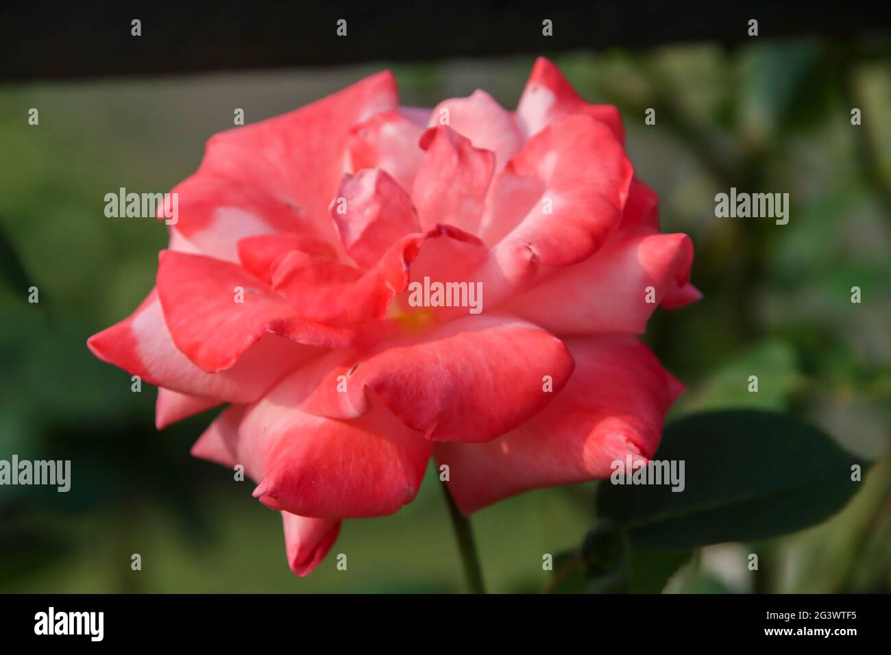 Rose garden Guldemondplantsoen as national monument in Boskoop in the ...