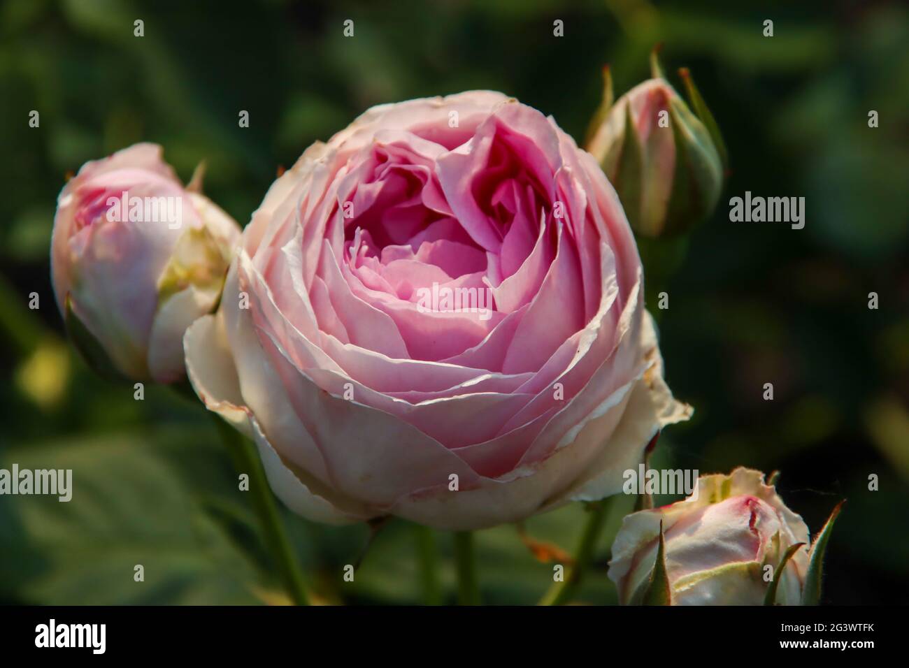 Vesalius rose hi-res stock photography and images - Alamy