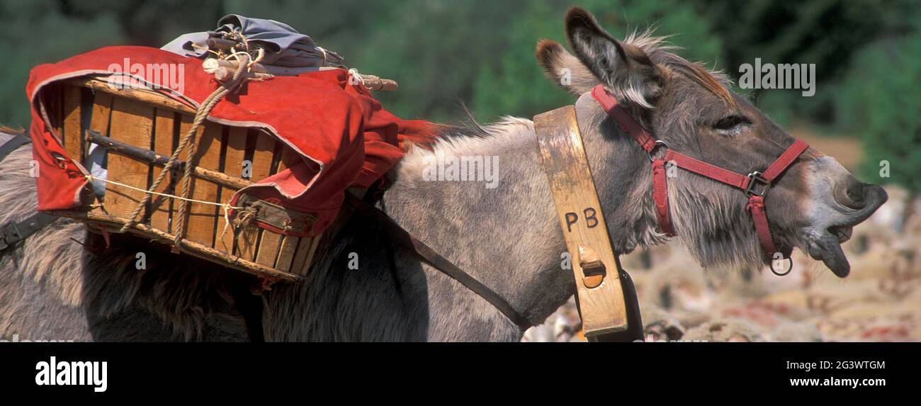 Provence donkeys hi-res stock photography and images - Alamy