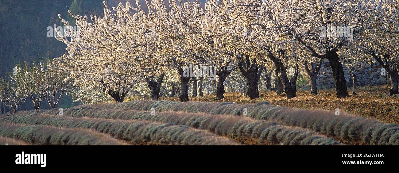 CHERRY TREES IN BLOOM AND LAVENDER FIELD Stock Photo - Alamy