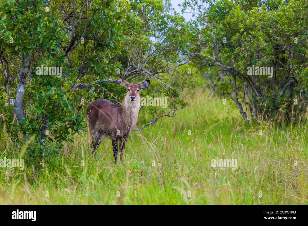 Gorgeous handsome - water goat Stock Photo - Alamy